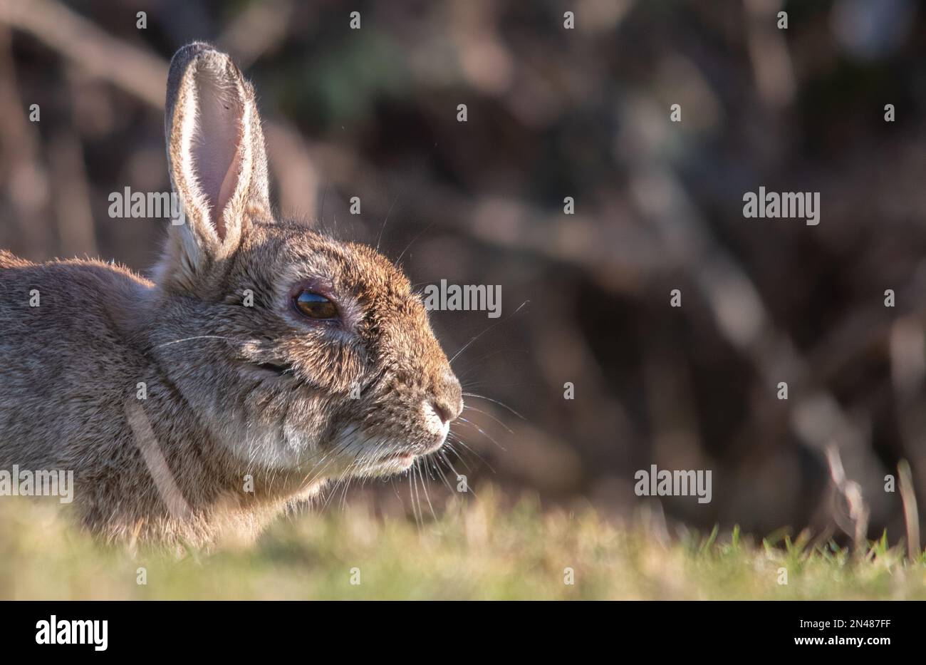 Dos de lapin Banque de photographies et d’images à haute résolution - Alamy