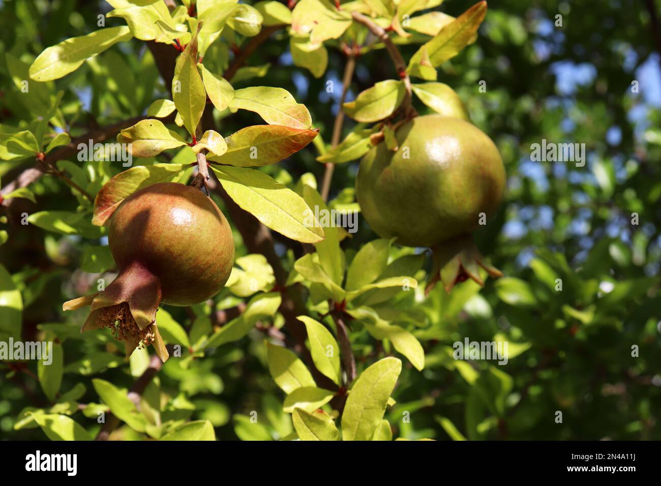 Arbre de jardin tropical Banque de photographies et d’images à haute ...