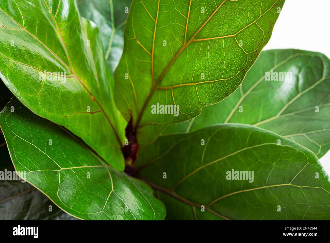 Ficus lyrata Banque de photographies et d’images à haute résolution - Alamy