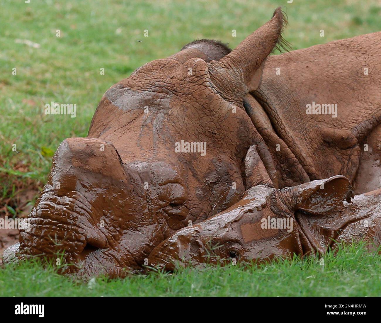 A newborn Indian rhinoceros, right, nuzzles his mother, Niki, left, in ...