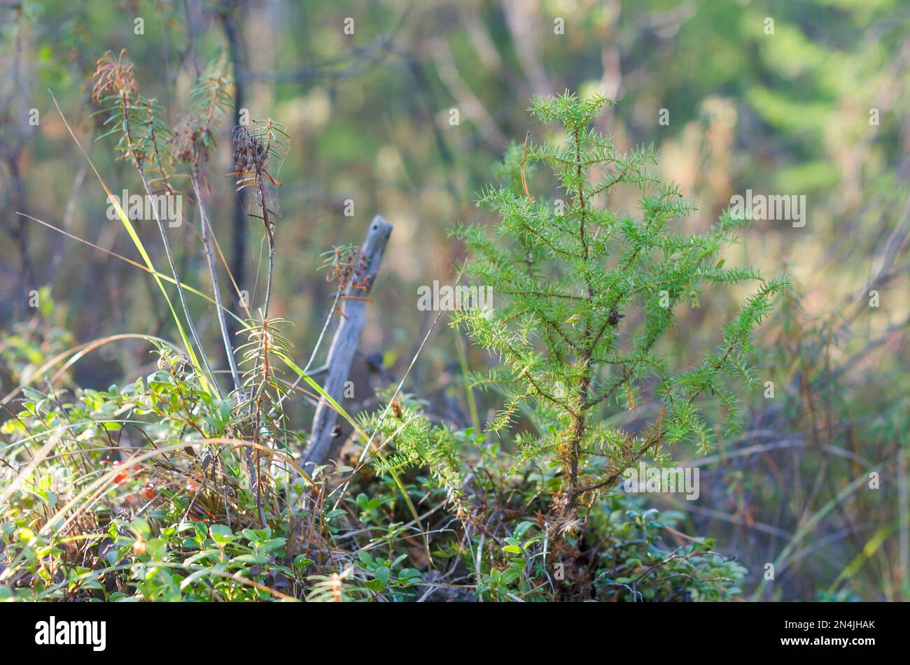 Une petite épinette verte pousse en automne sur une colline avec des ...