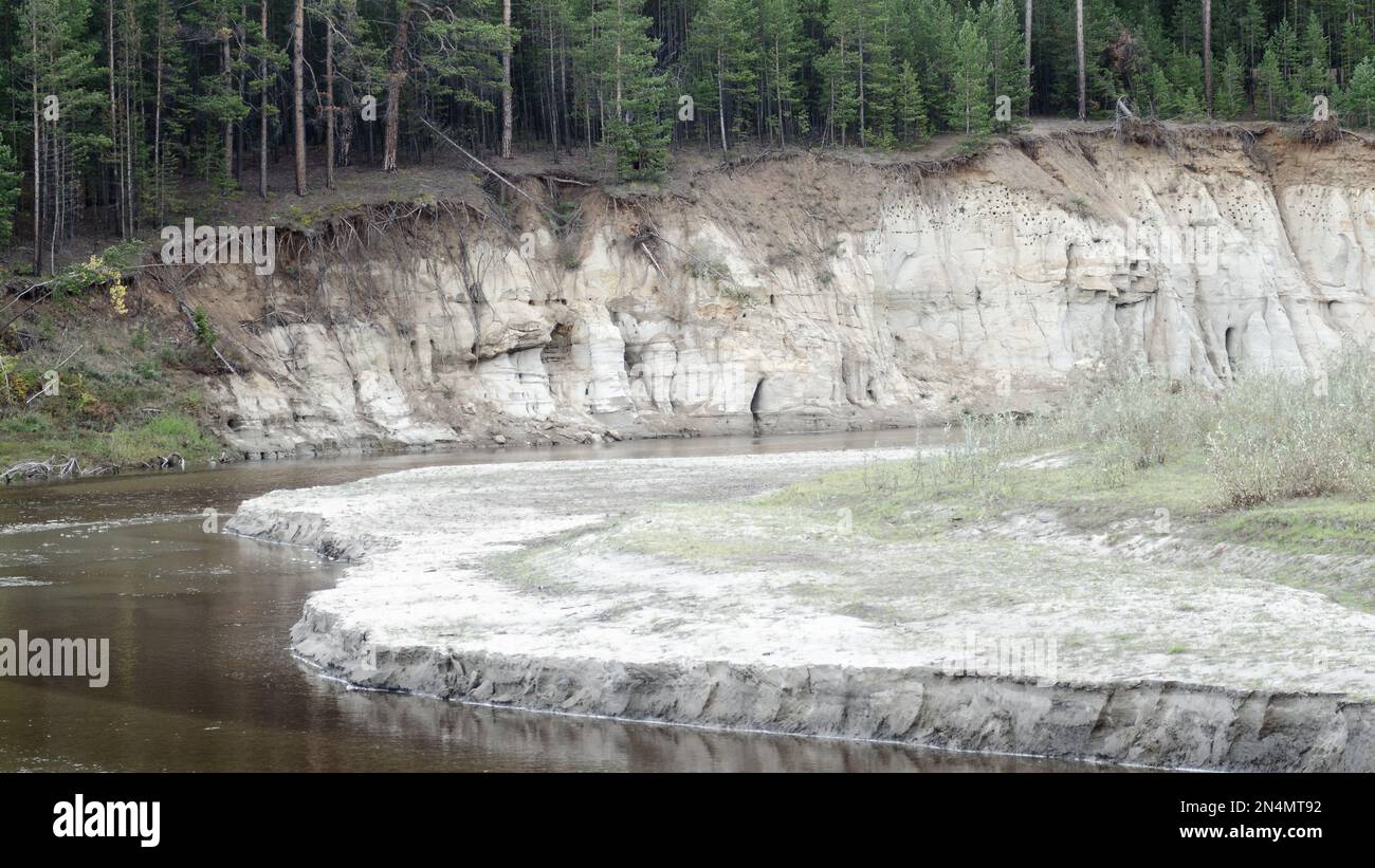 La pente de la rive argileuse de la rivière avec la forêt d'épicéa et l ...