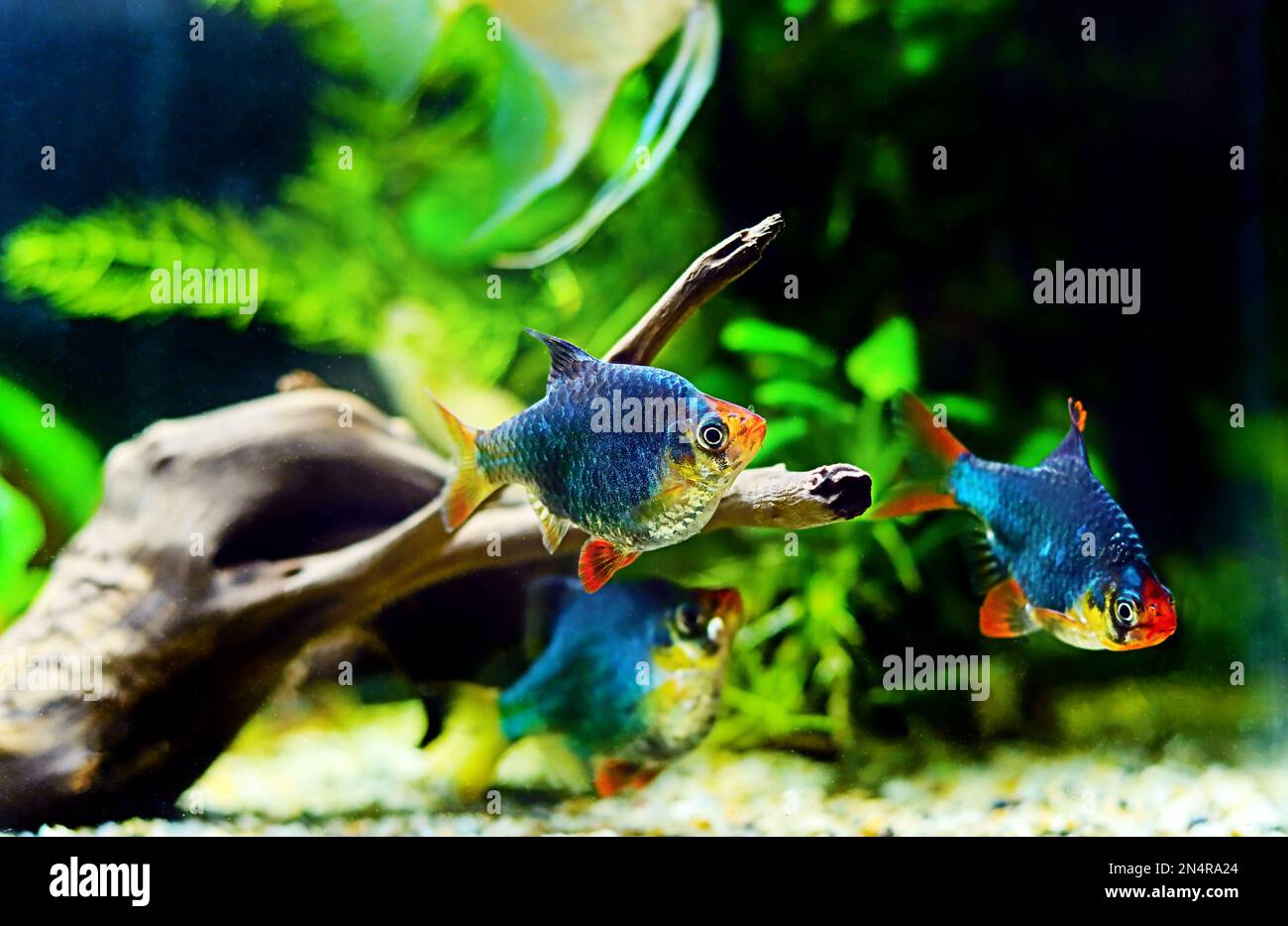 Poisson tigre Banque de photographies et d’images à haute résolution ...