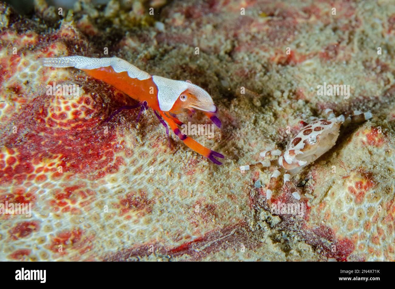 L'empereur Shrimp, Zenopontonia rex, et Harlequin Crab, Lissocarcinus ...
