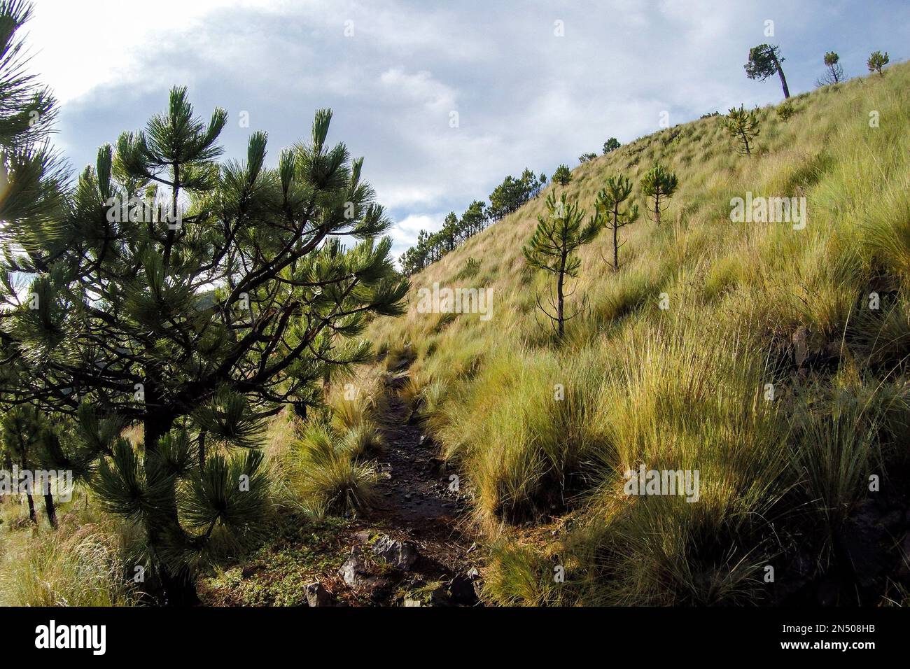 8 février 2023, Mexico, Mexique : paysage du parc national des Cumbres ...