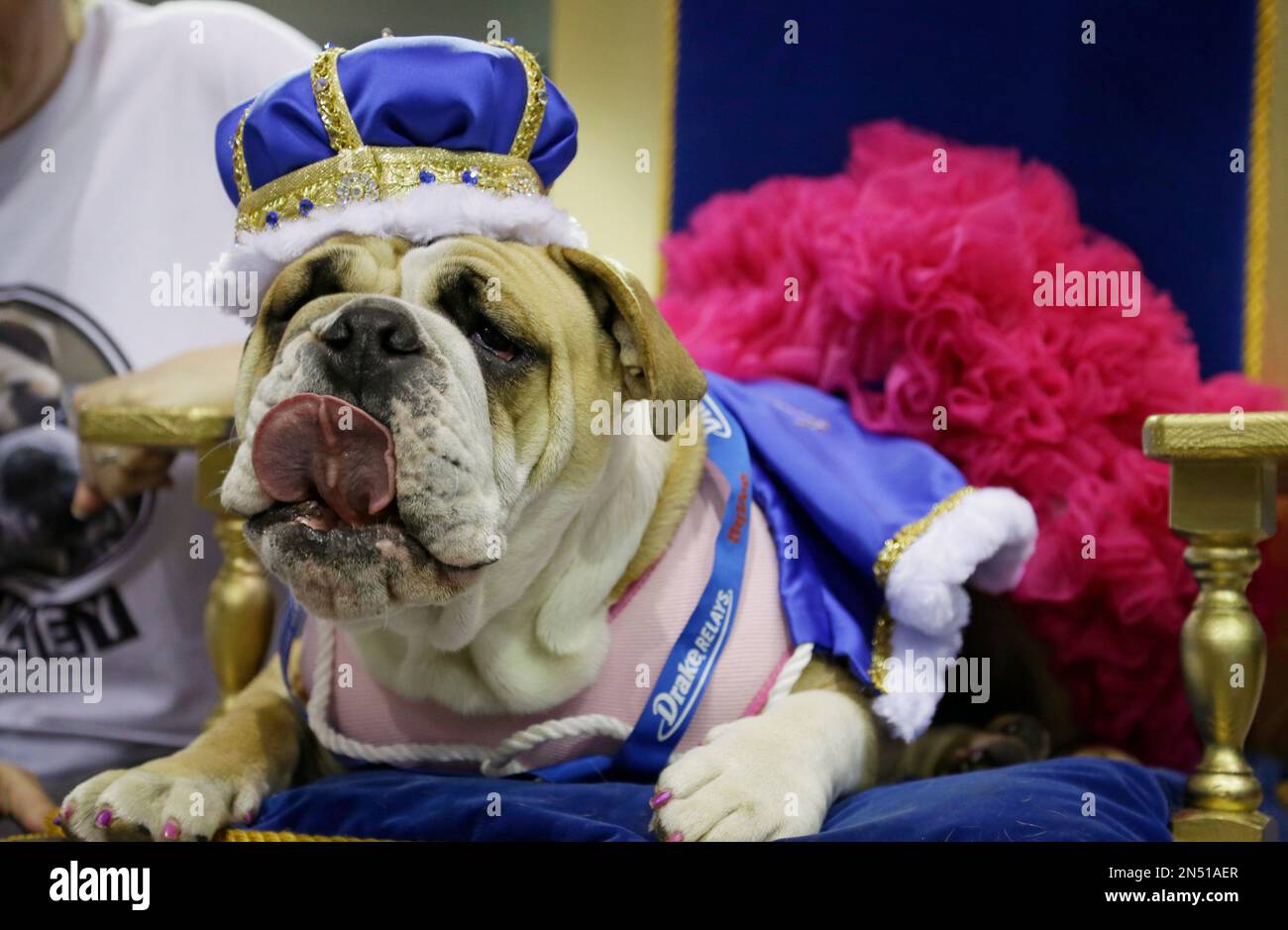 Lucey sits on the throne after being crowned the winner of the 35th ...