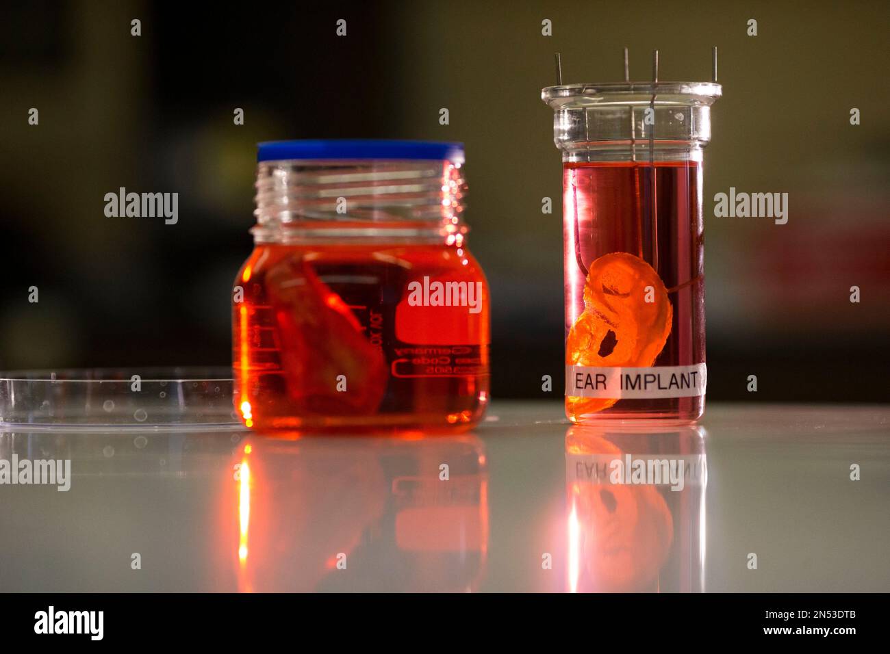 A synthetic polymer nose, left, and ear are posed to be photographed at ...