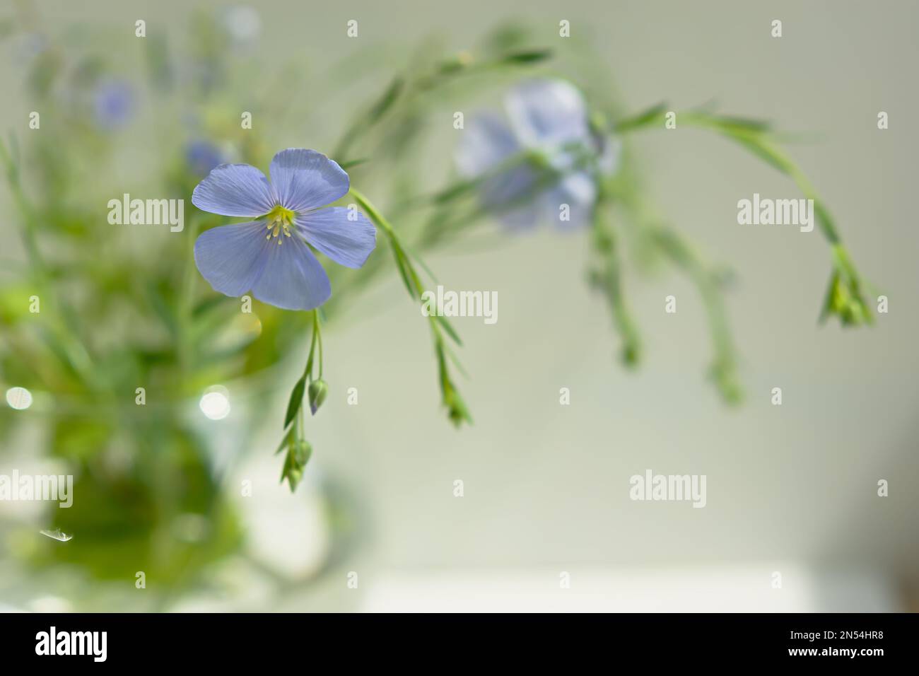 Une plante de lin en fleur Banque de photographies et d’images à haute ...