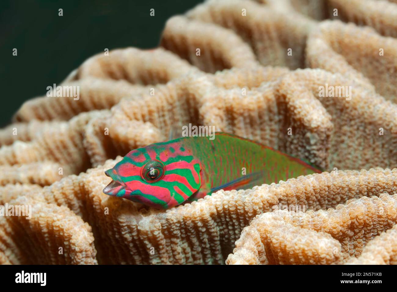 Pectinia lactuca Banque de photographies et d’images à haute résolution ...