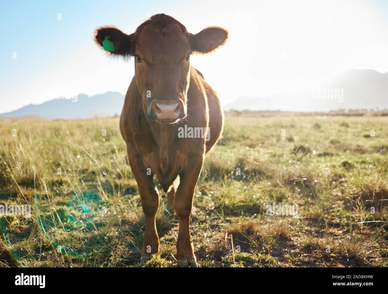 Champ, agriculture et portrait de vache, animal en campagne avec ...