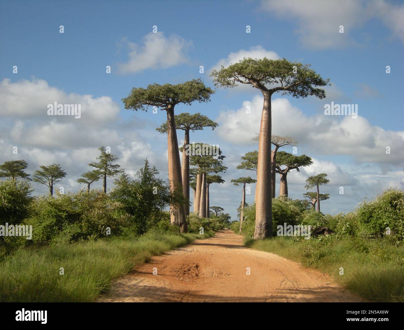 Allée de baobab Banque de photographies et d’images à haute résolution ...