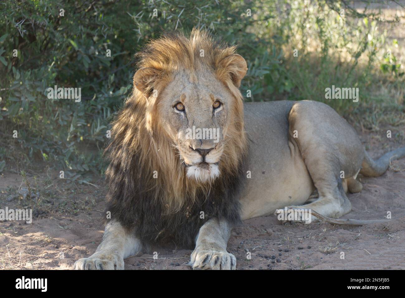 Lion with full stomach Banque de photographies et d’images à haute ...
