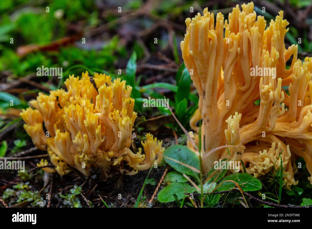 Champignon corail orange Banque de photographies et d’images à haute ...