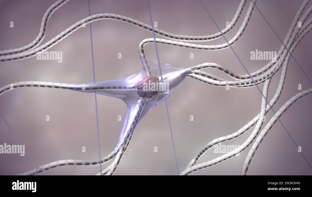 Fibres de fibroblaste, de collagène et d'élastine. Illustration ...