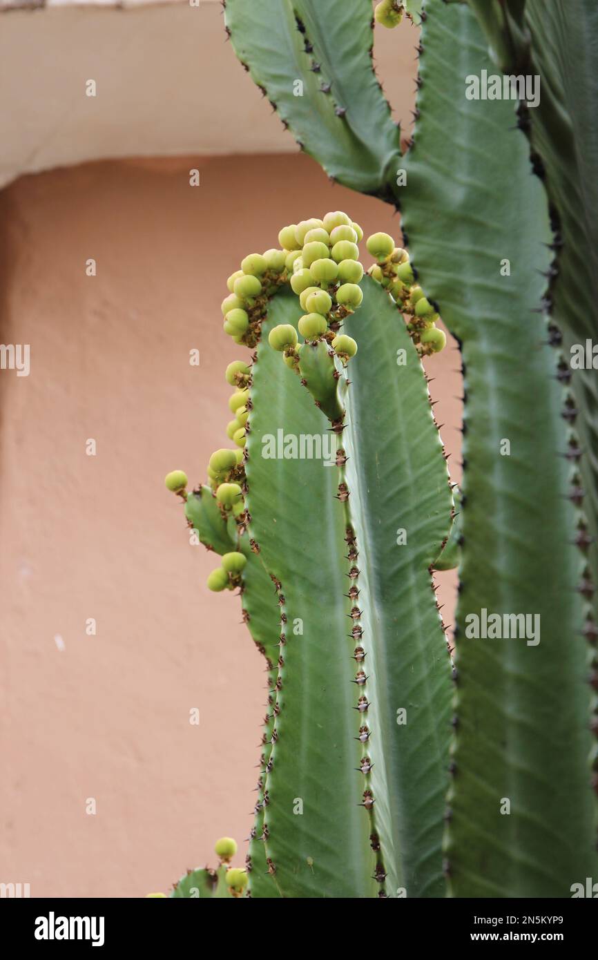 Fermez les branches de cactus Cereus jamacaru avec des fruits verts non ...