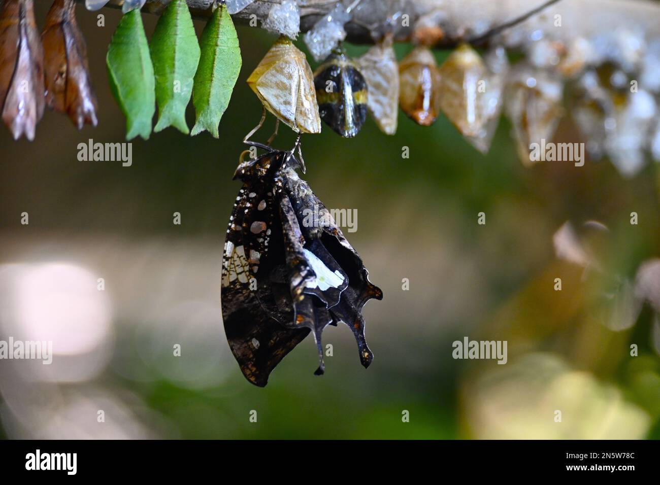 Papillon sortant d'un cocon Banque de photographies et d’images à haute ...