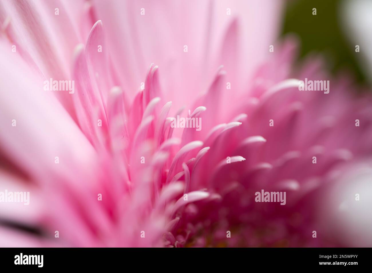 Belle macro photographie de l'intérieur et des pétales d'une fleur ...