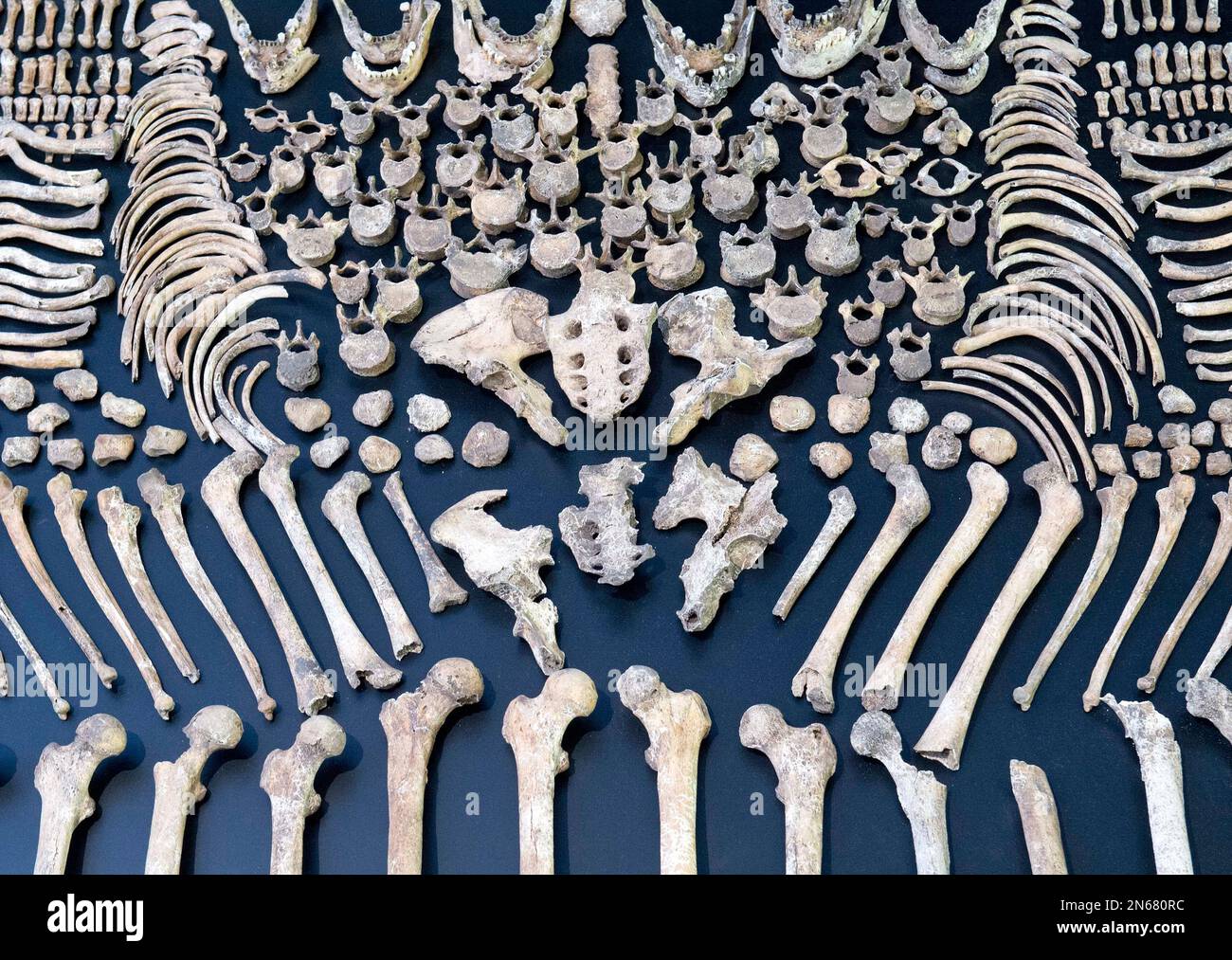 Five Thousand year old human bones are on display during the ...