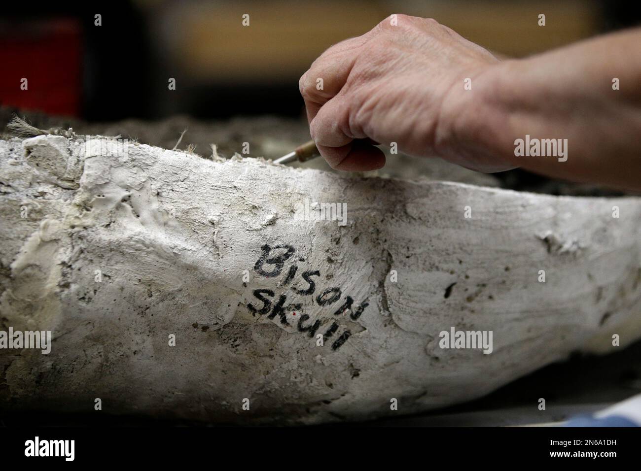 Volunteer Mary Friedman helps excavate a bison skull in a ...
