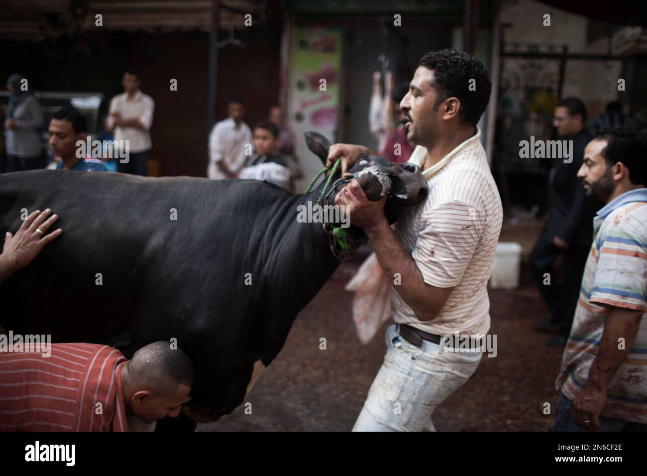 An Egyptian man pulls down a cow before sacrificing it it on the first ...