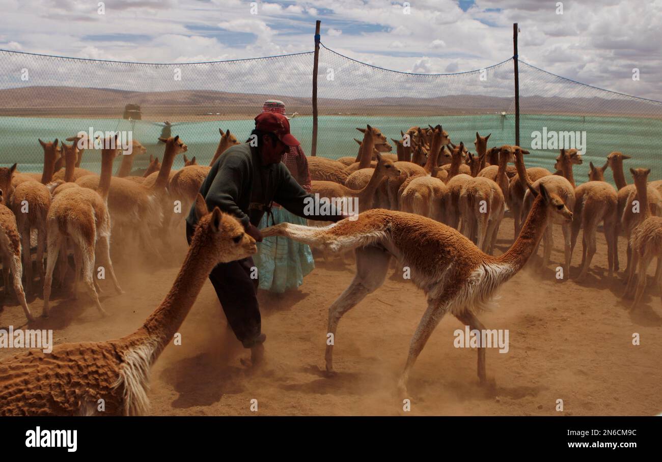 In this Oct. 8, 2013 photo, an Aymara Indian grabs a hold of a wild ...