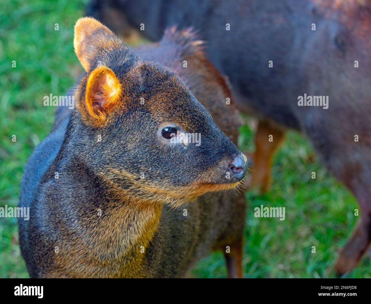 Pudu du sud Banque de photographies et d’images à haute résolution - Alamy
