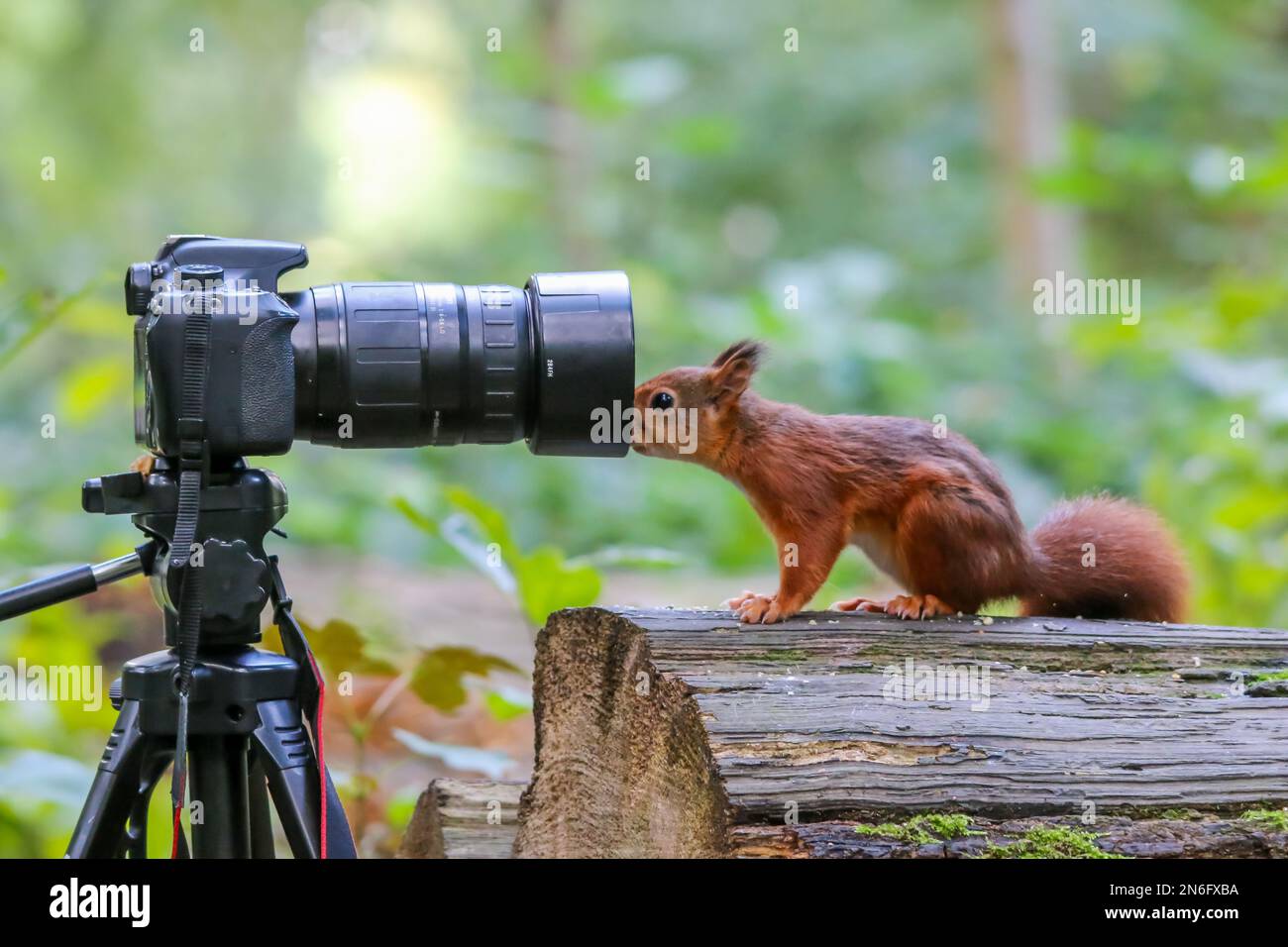 Un gros plan d'un écureuil commun (Sciurus vulgaris) près d'une caméra ...