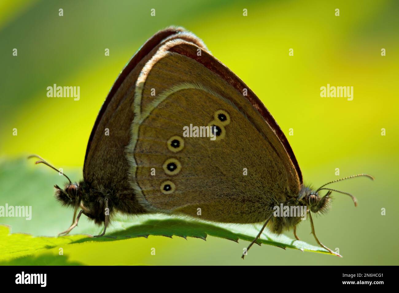 Les papillons de Ringlet se forment un jour ensoleillé Photo Stock - Alamy