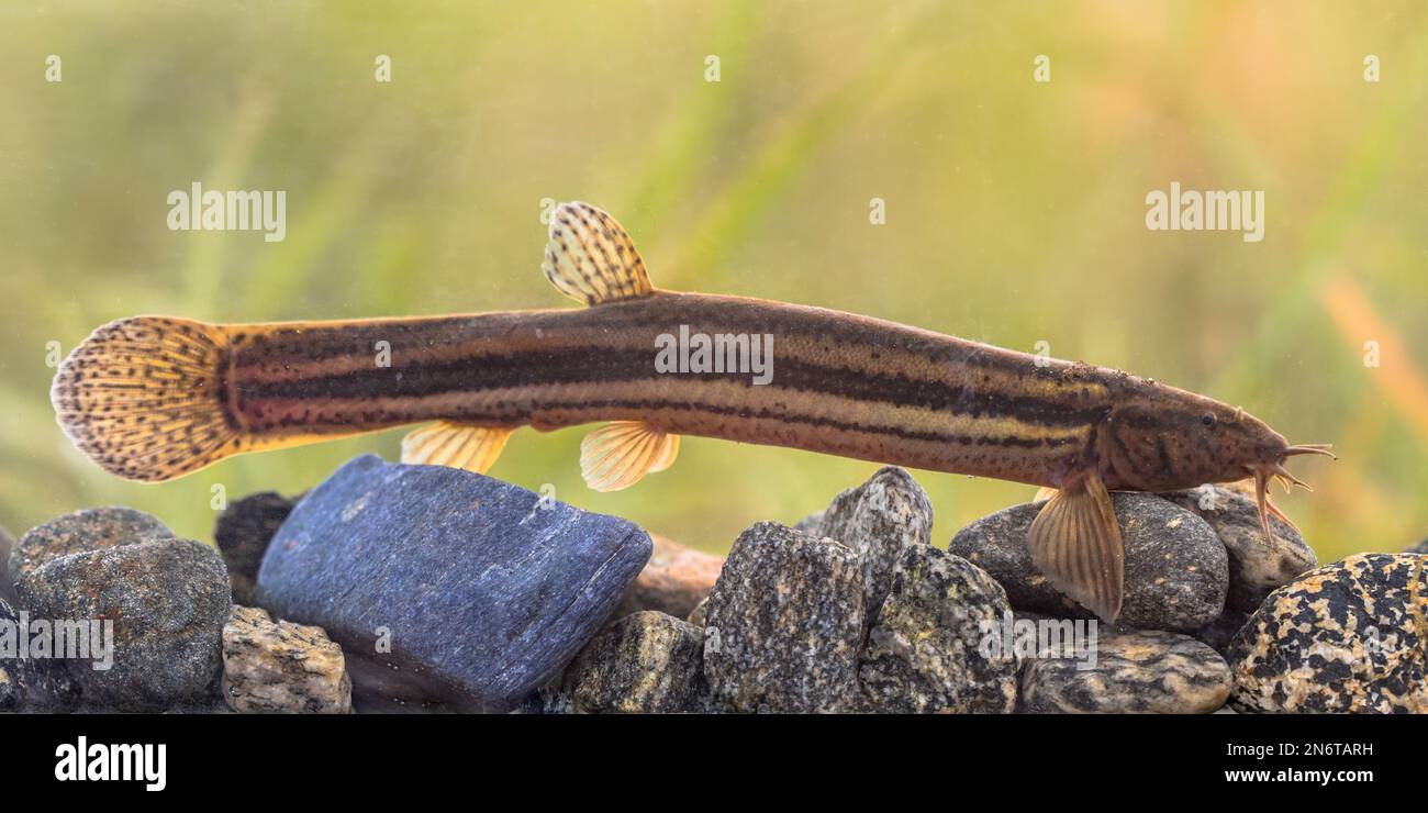 Météo loach (Misgurnus fossiris) dans un étang à habitat naturel. Photo ...