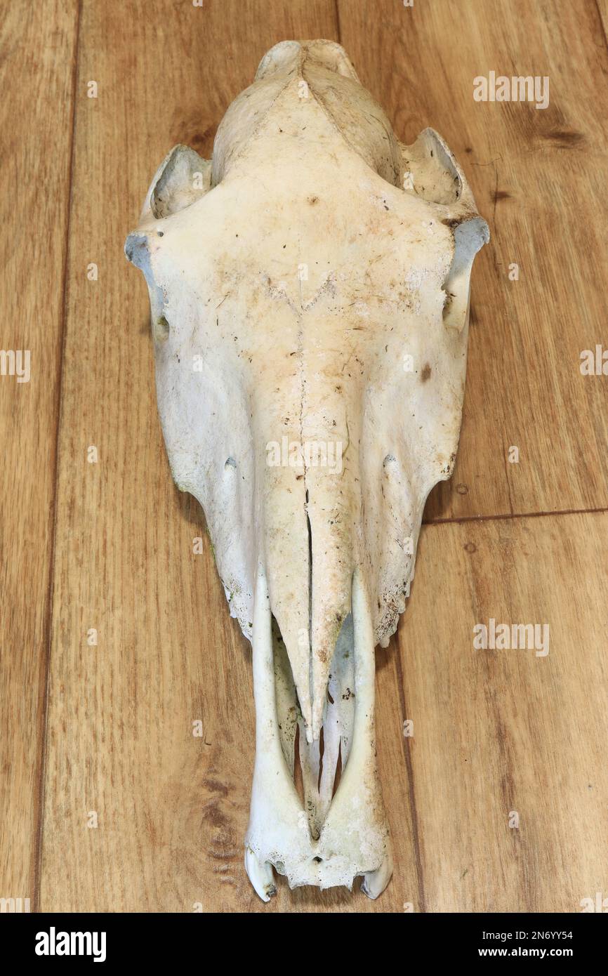 Os de cheval Banque de photographies et d’images à haute résolution - Alamy