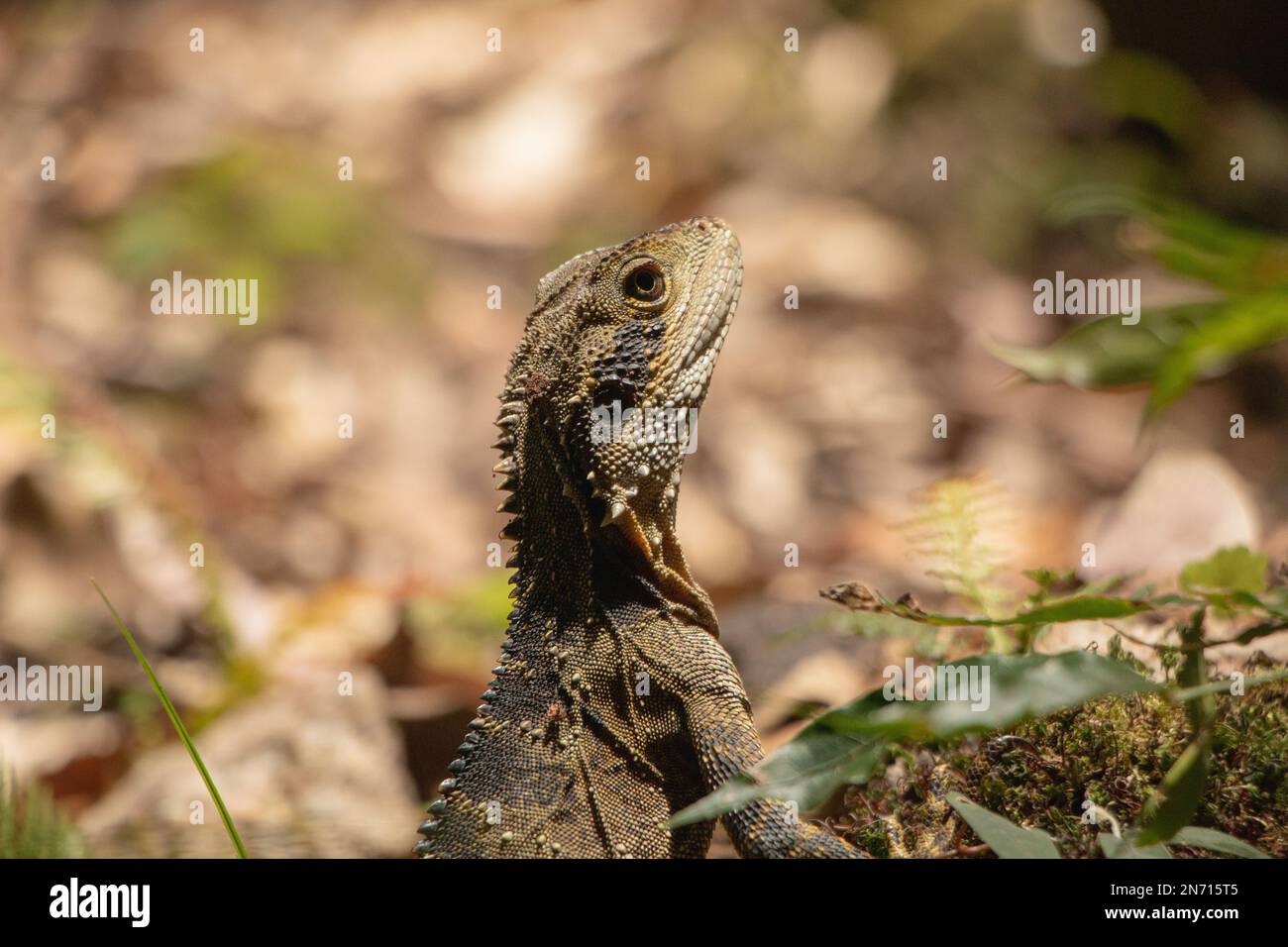 Dragon femelle Banque de photographies et d’images à haute résolution ...
