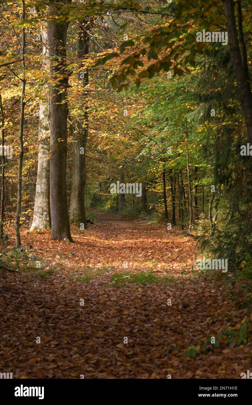 Nature automne Banque de photographies et d’images à haute résolution ...
