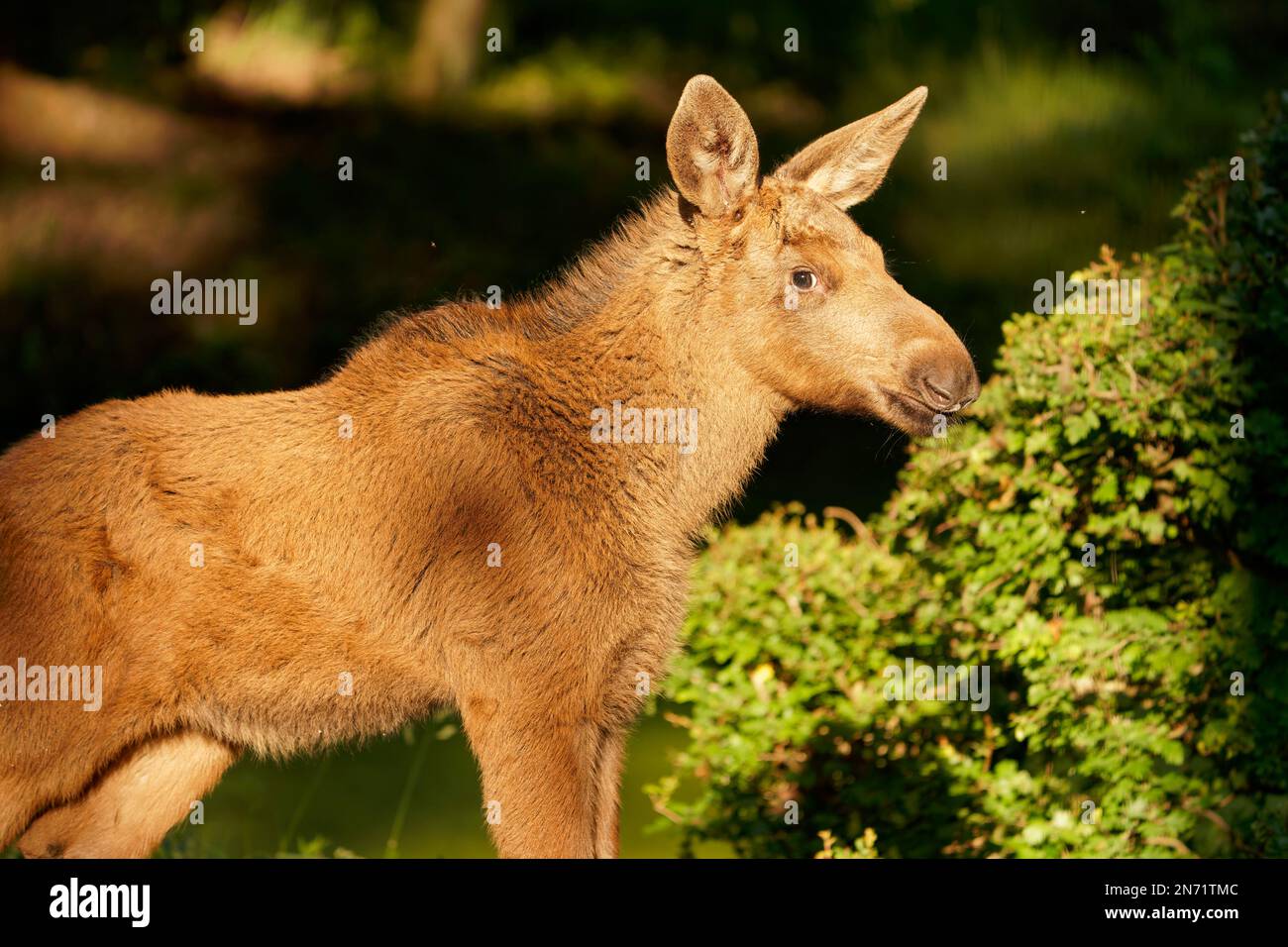 Wapitis cervus alces Banque de photographies et d’images à haute ...