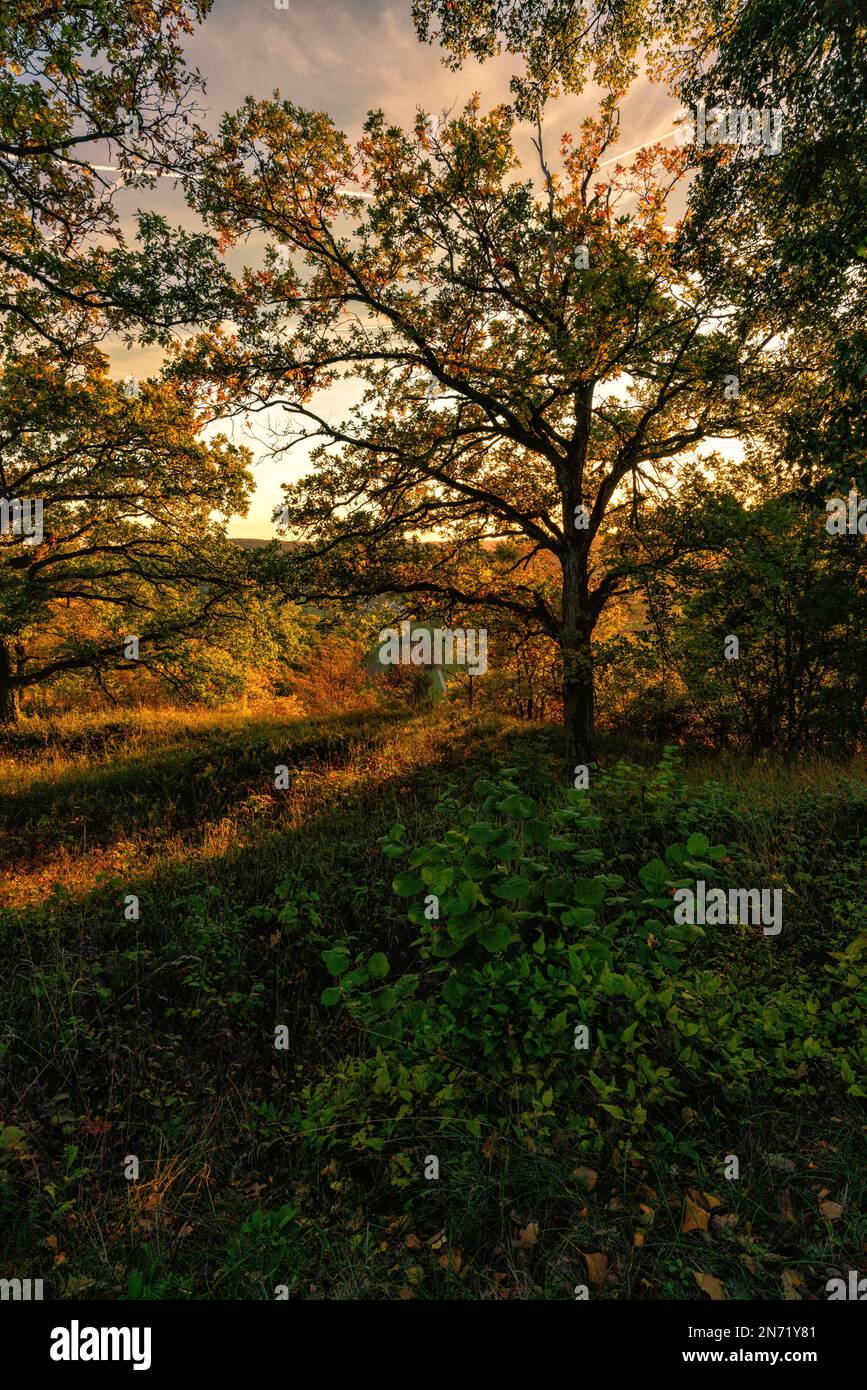 Coucher de soleil sur la forêt de heath steppe à Hohhafter Berg près de ...
