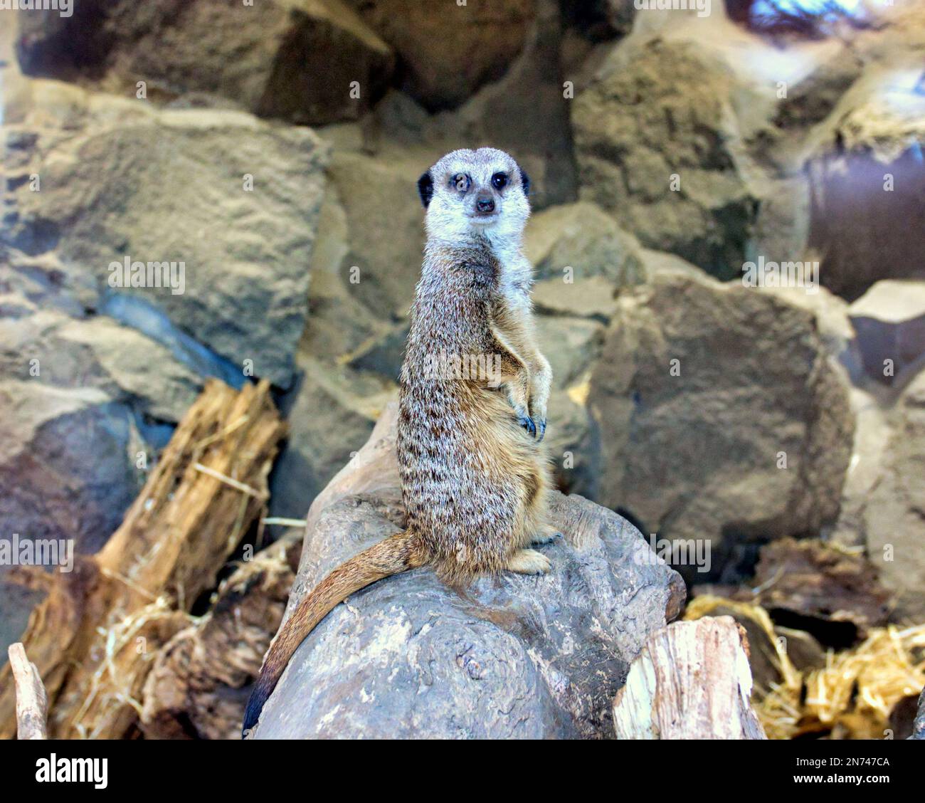 Meerkat zoo Banque de photographies et d’images à haute résolution - Alamy