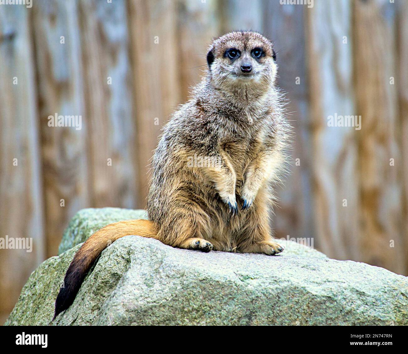Meerkat zoo Banque de photographies et d’images à haute résolution - Alamy