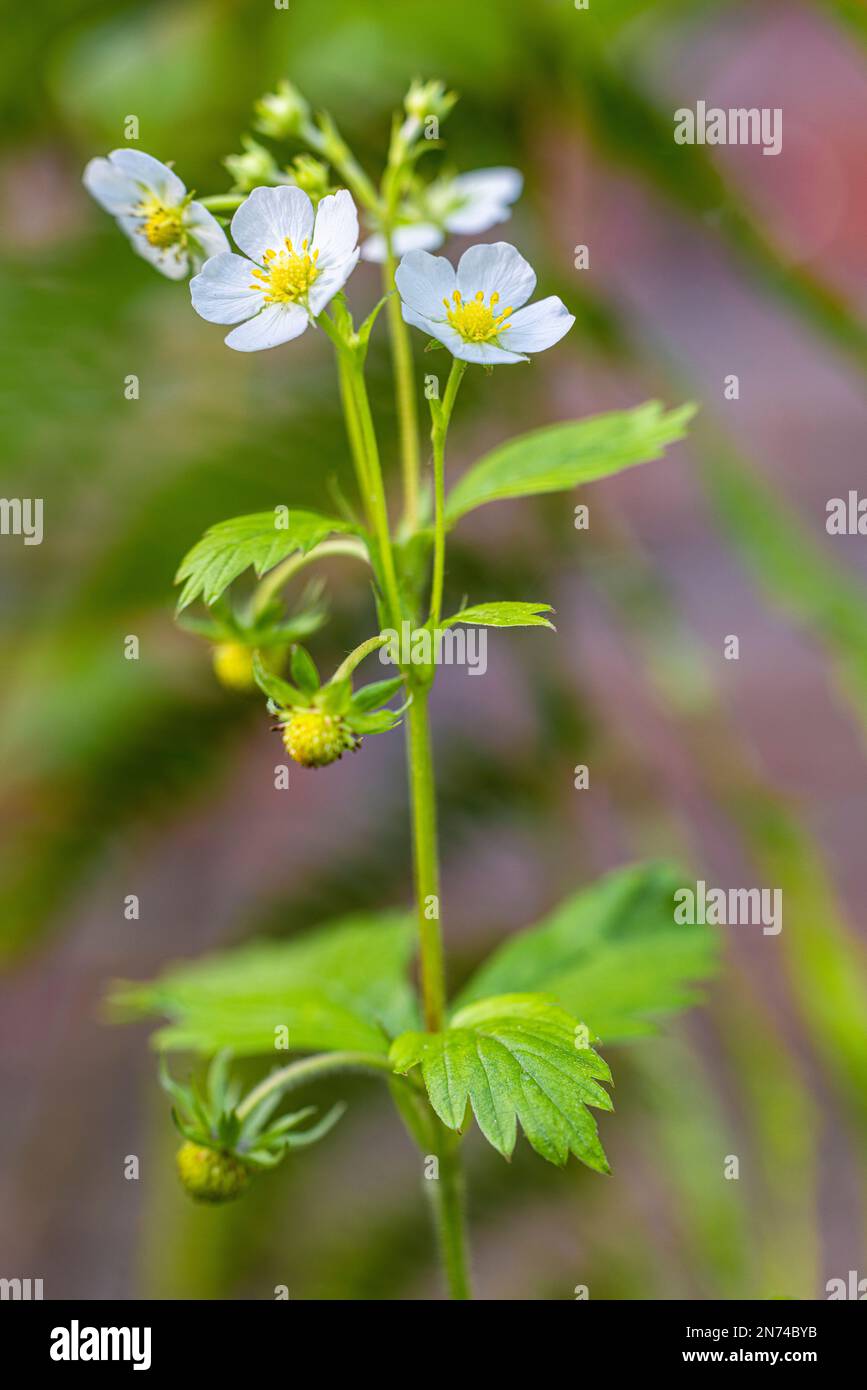Fleur de fraise Banque de photographies et d’images à haute résolution ...