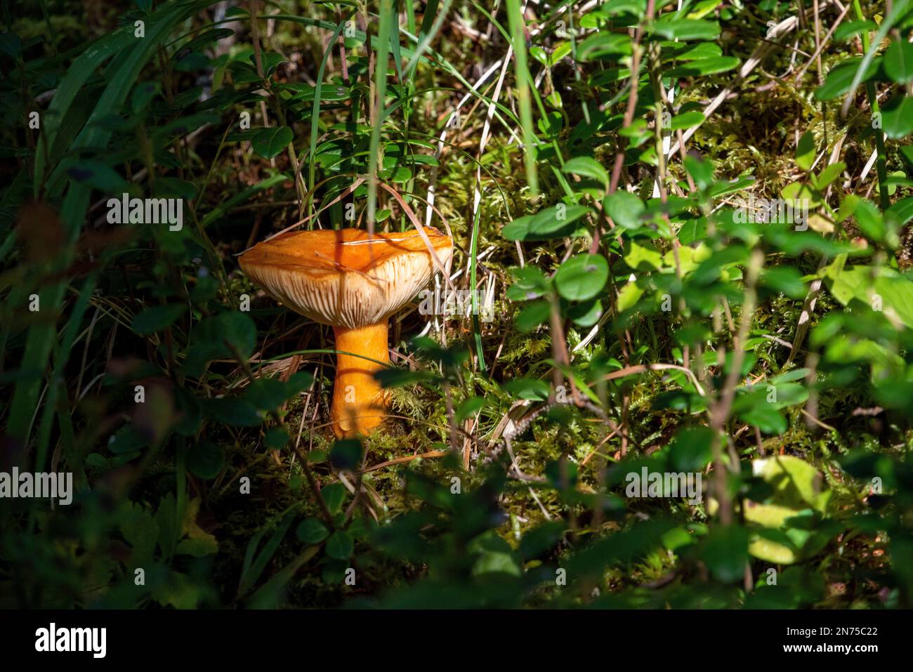 Champignon jaune Banque de photographies et d’images à haute résolution ...