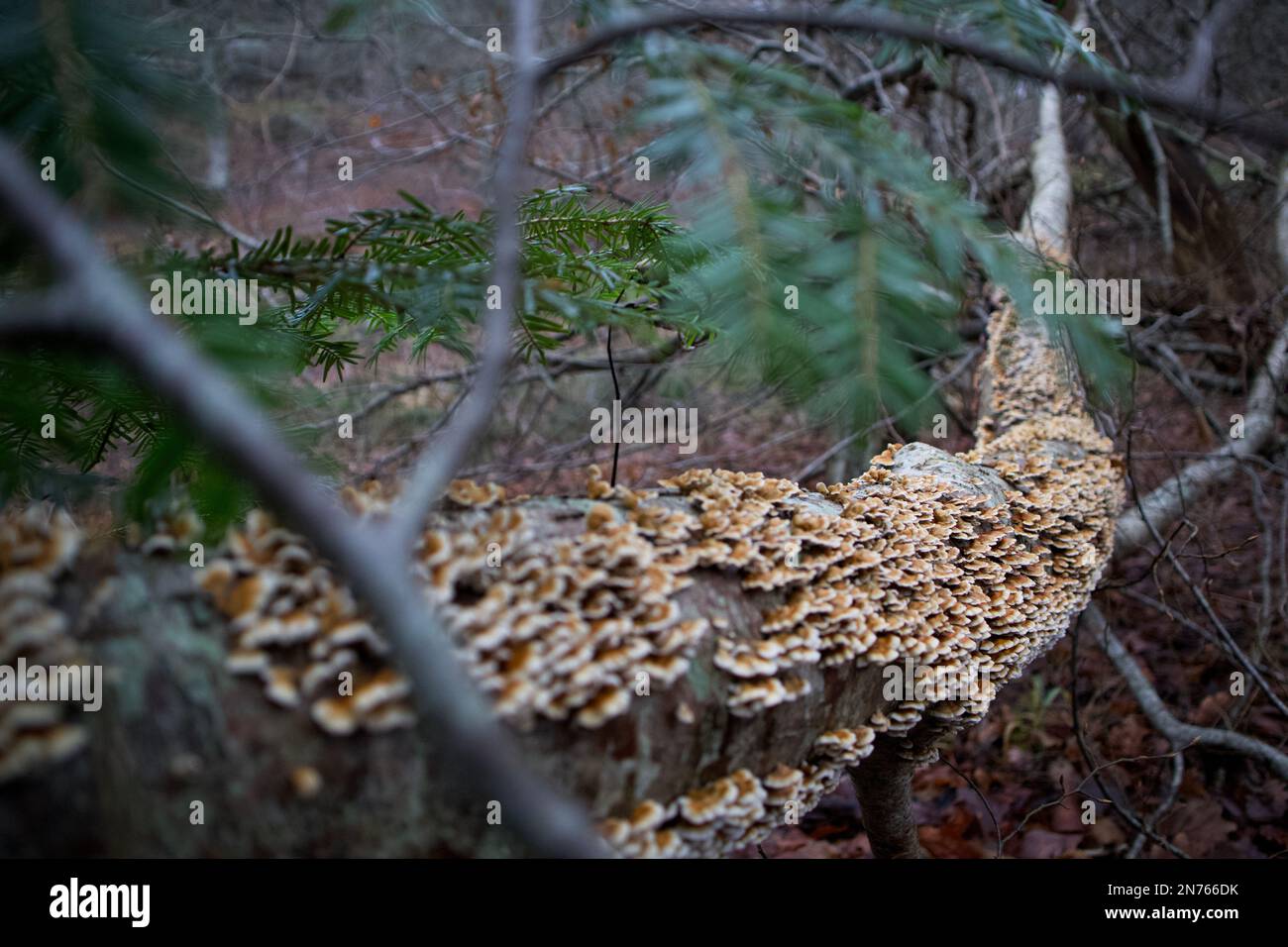 Colonies de champignons Banque de photographies et d’images à haute ...