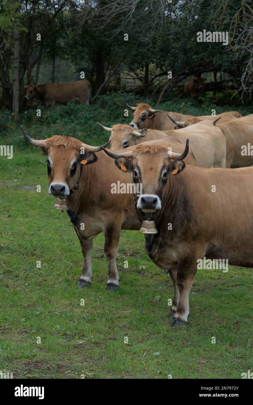Troupeau de vaches aubrac Banque de photographies et d’images à haute résolution - Alamy