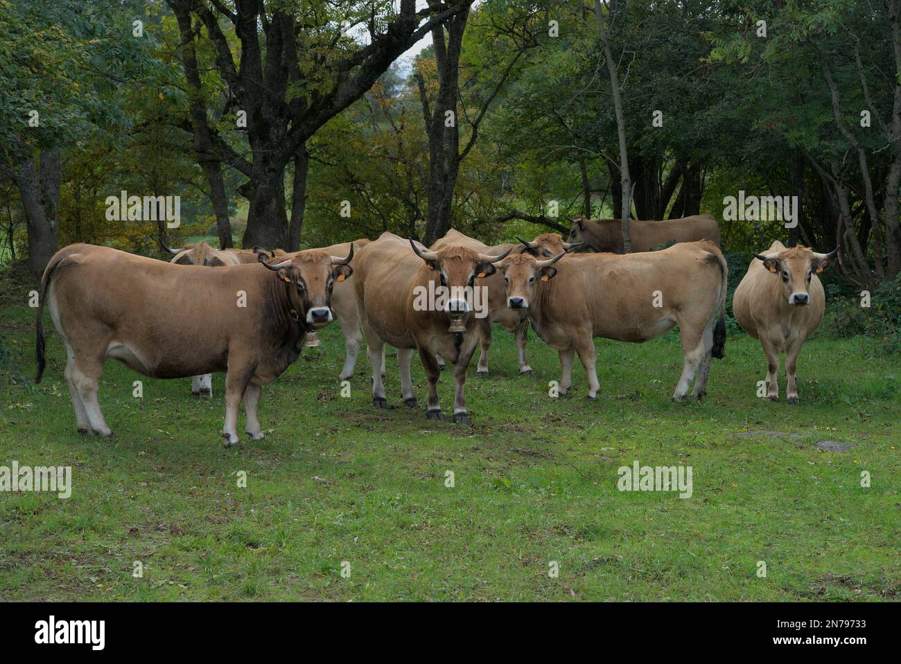 Troupeau de vaches aubrac Banque de photographies et d’images à haute résolution - Alamy