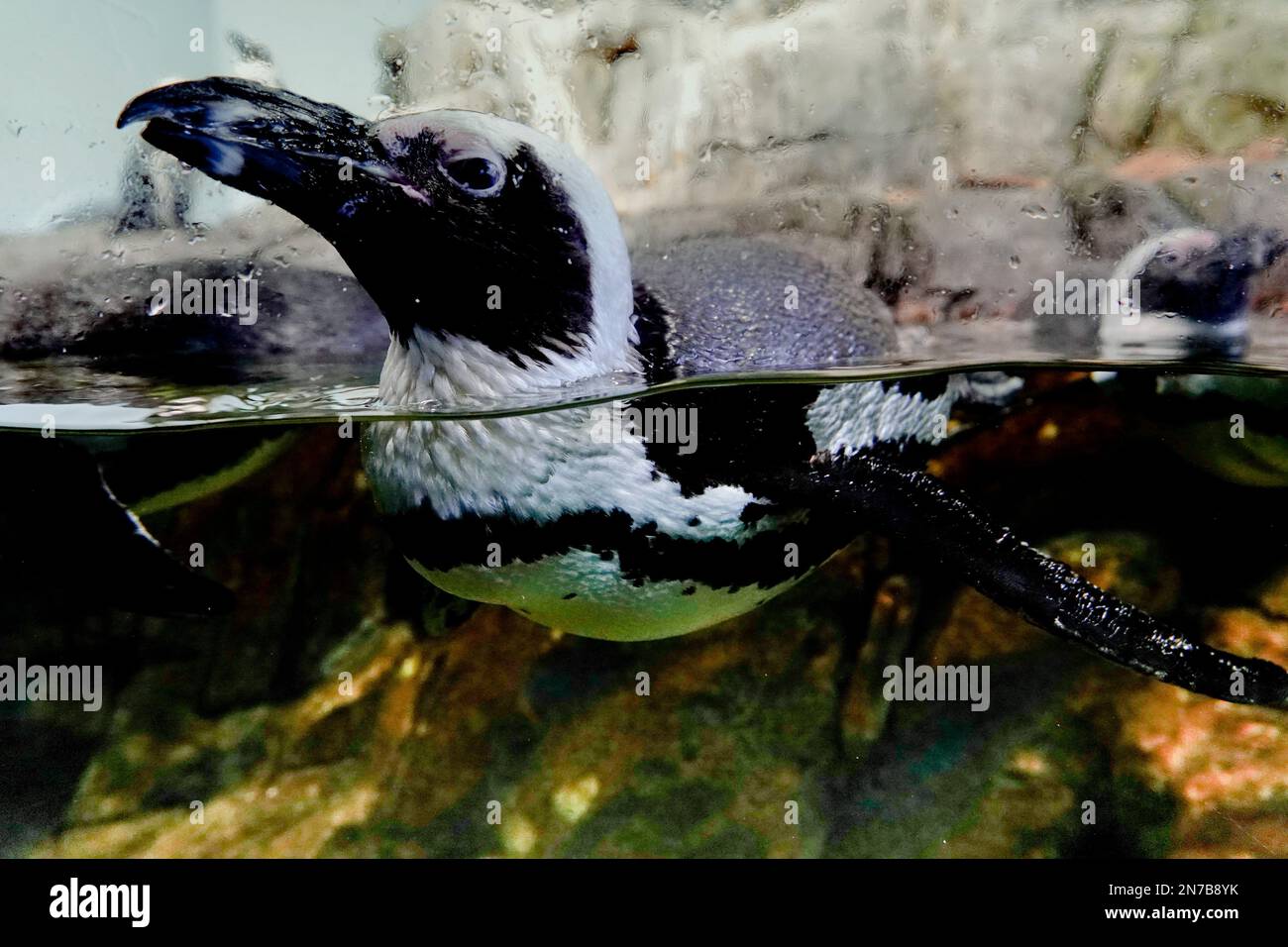 Pingouin africain spheniscus dfemersus Banque de photographies et d ...