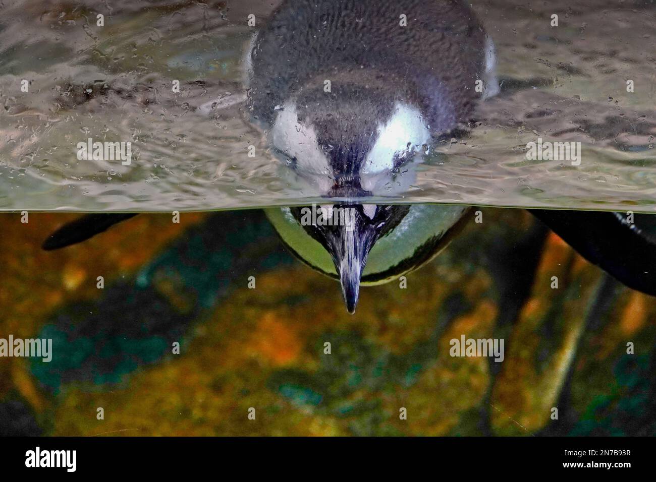 Pingouin africain spheniscus dfemersus Banque de photographies et d ...
