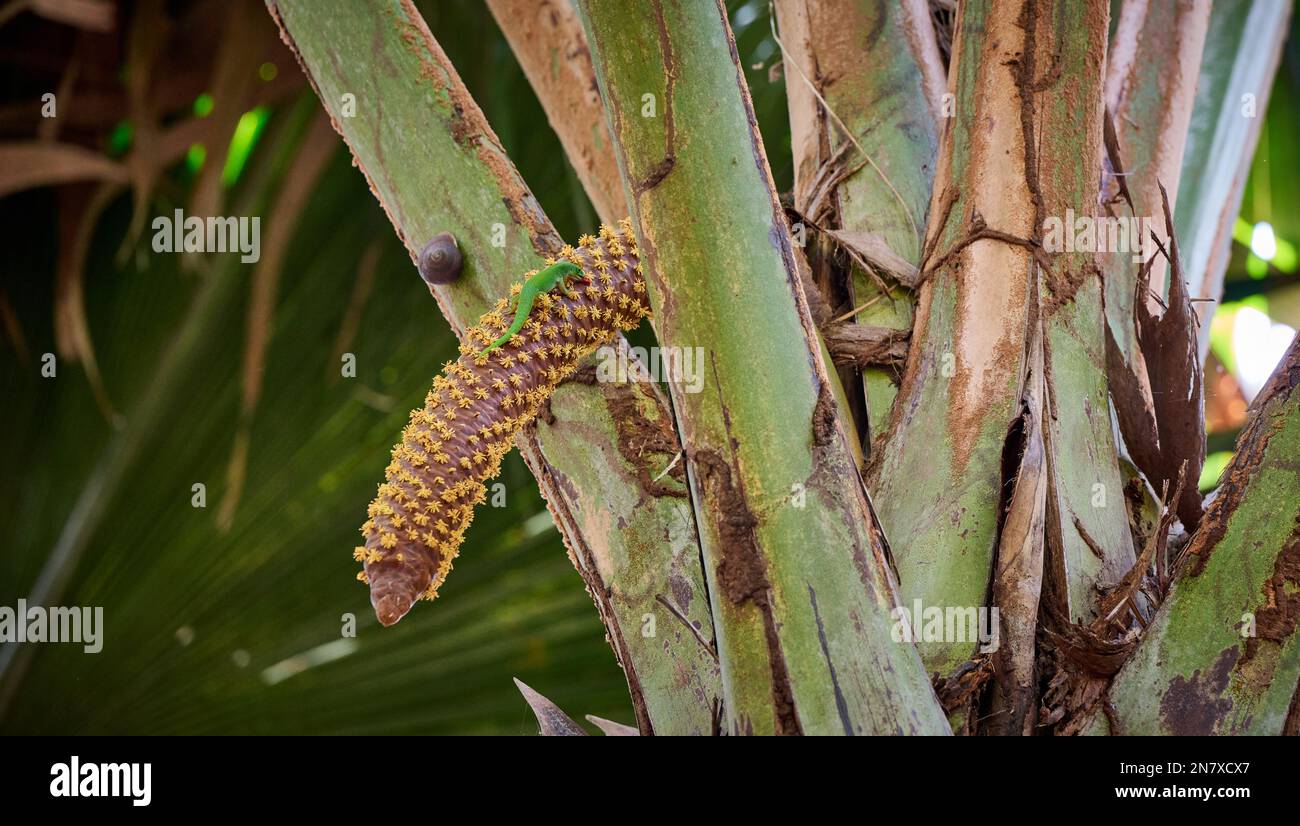 Coco de mer male Banque de photographies et d’images à haute résolution ...
