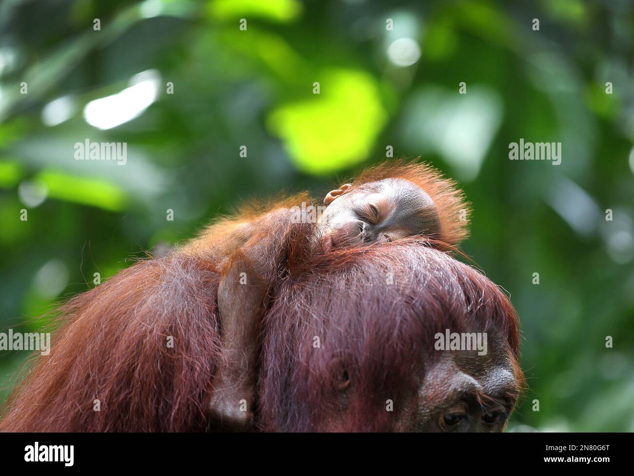 One month-old endangered Bornean Orang Utan sleeps on his mother named ...