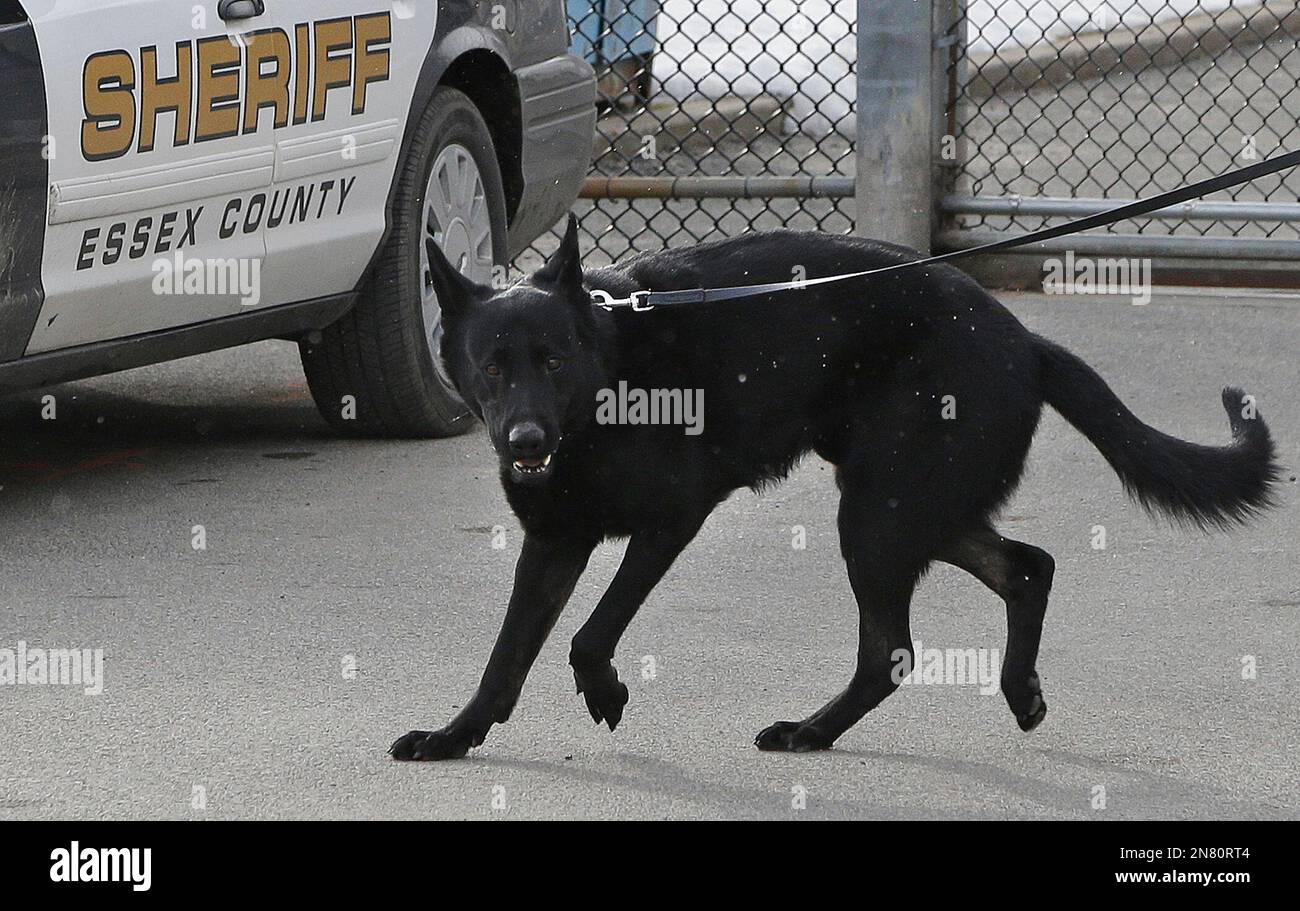 Ivan, a 3-year-old German Shepard police dog, walks under the control ...