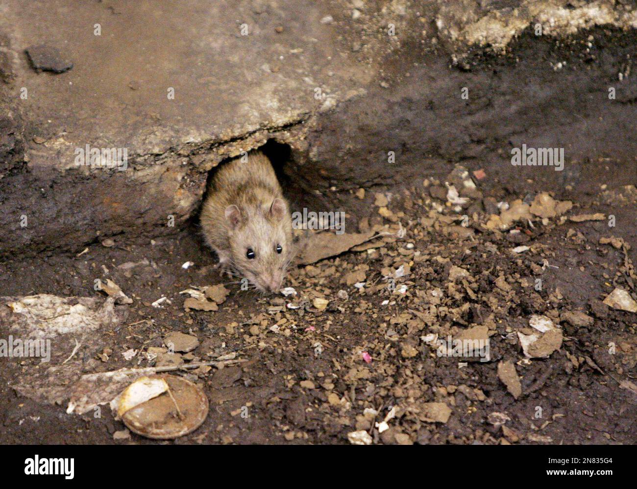 FILE- In this Dec. 12, 2005 file photo, a rat comes briefly out of its ...