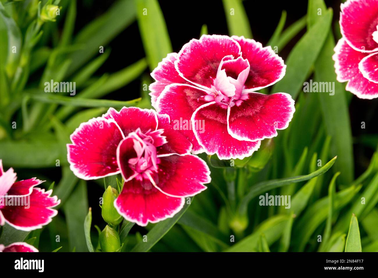 Dianthus Caryophyllus Chomley Farran