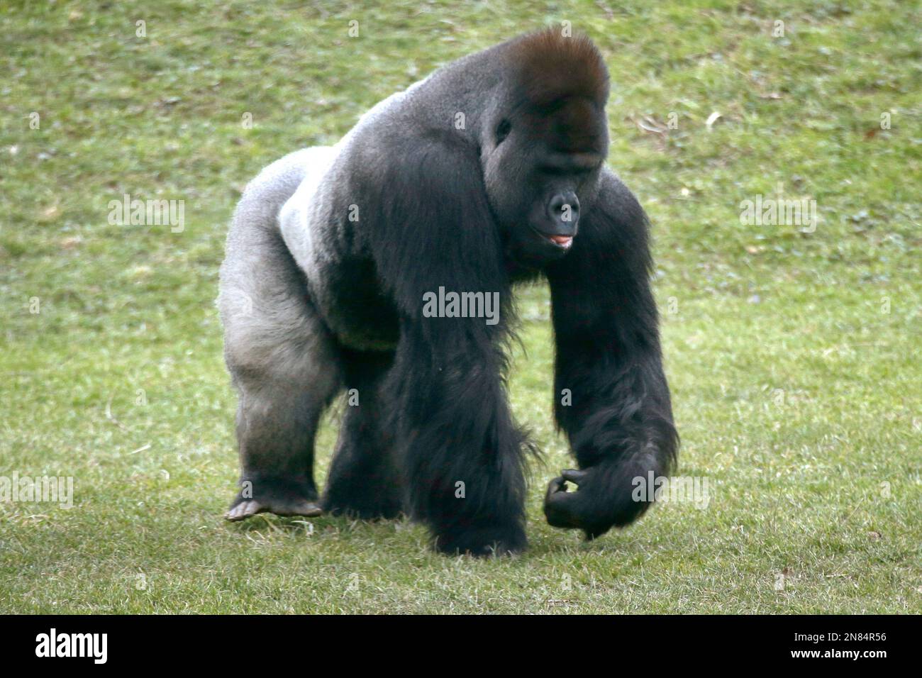 Mrithi, a 20-year-old male western lowland gorilla and the lead ...
