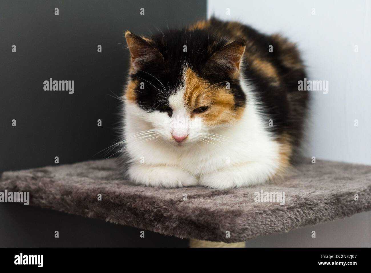 Calico minou Banque de photographies et d’images à haute résolution - Alamy